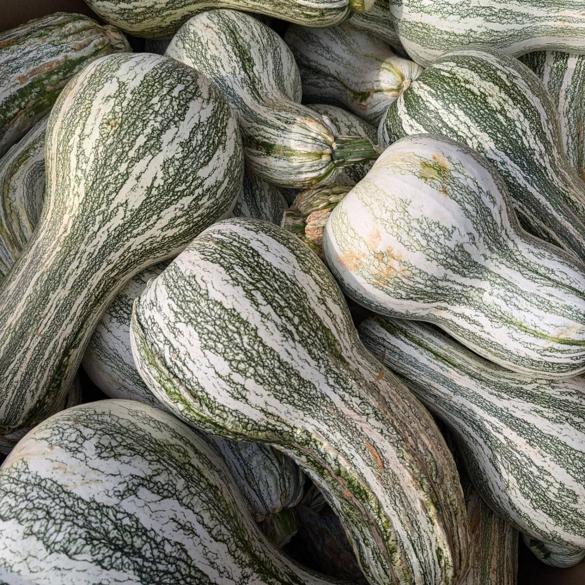 Cushaw Squash 101 – Jon Henry General Store